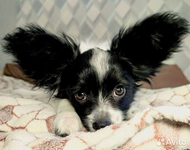 Щенки папийона