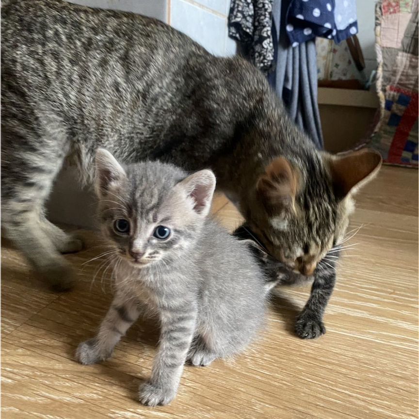 Котята