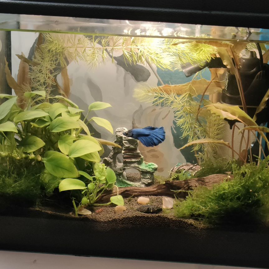 Аквариум 20 л со всем содержимым