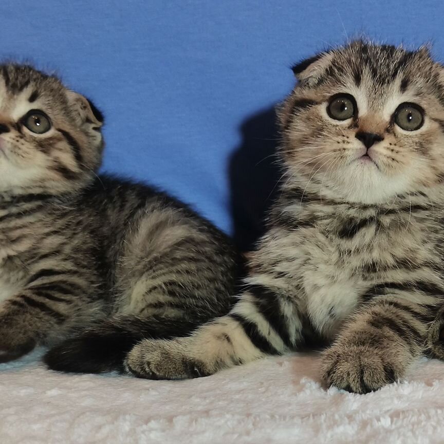 Шотландская