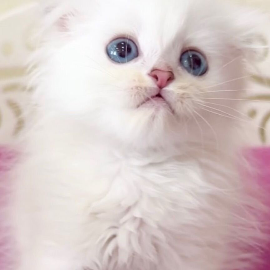Шотландские котята серебристая шиншилла