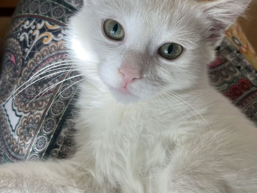 Белый котенок