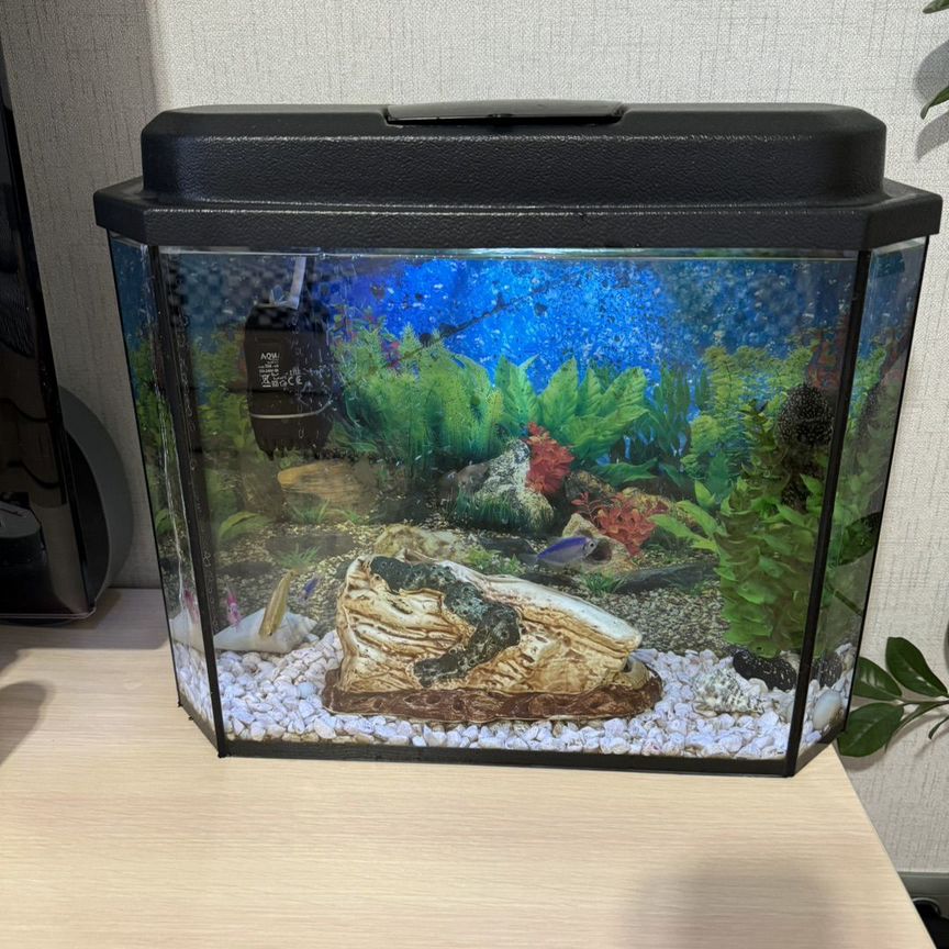 Аквариум с рыбами и сомом