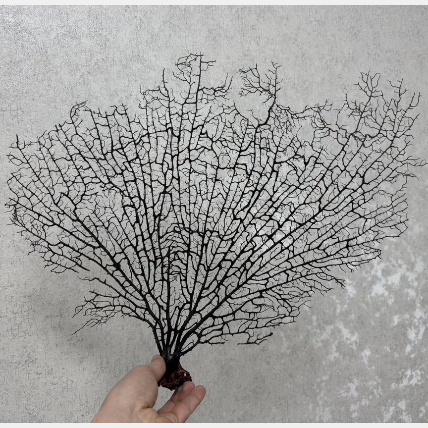 Коралл горгонария черный декорация аквариума