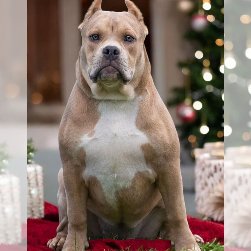 Американский булли xl