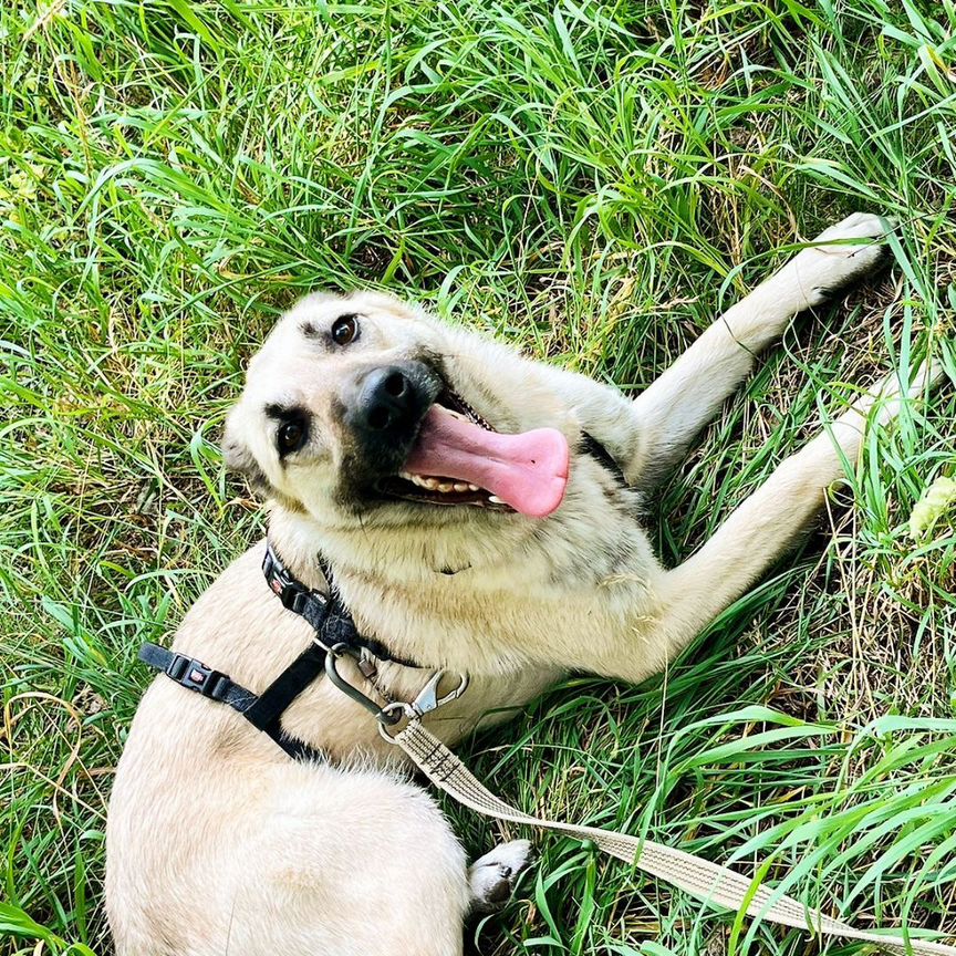 Мододая собака тоскует в приюте