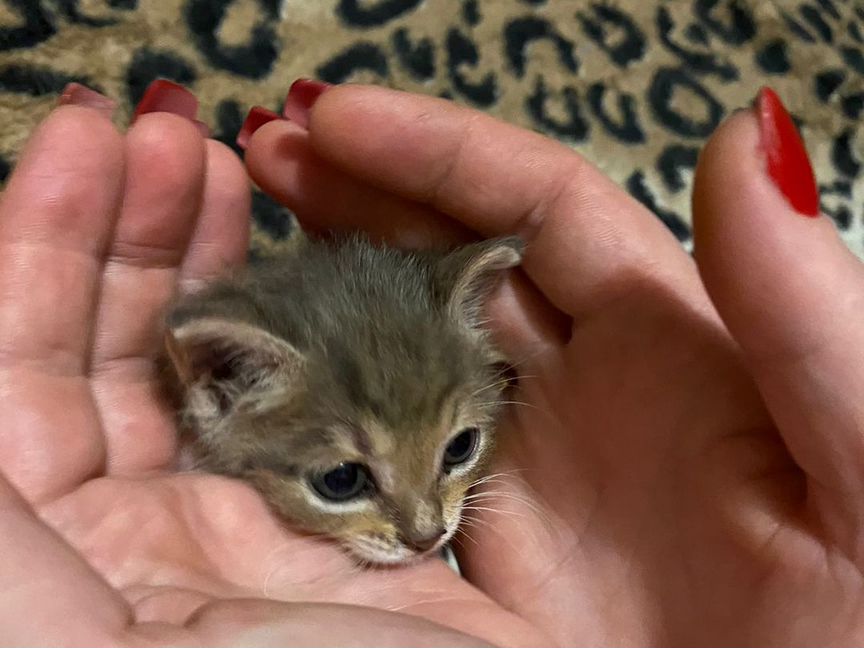 В очень добрые руки