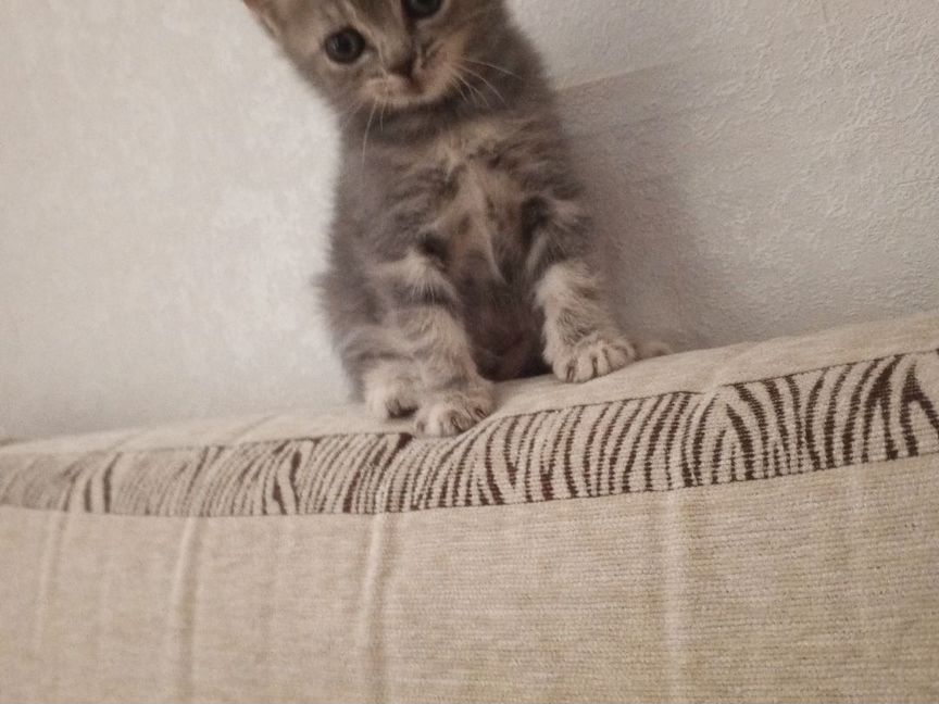 Шотландские прямоухие котята