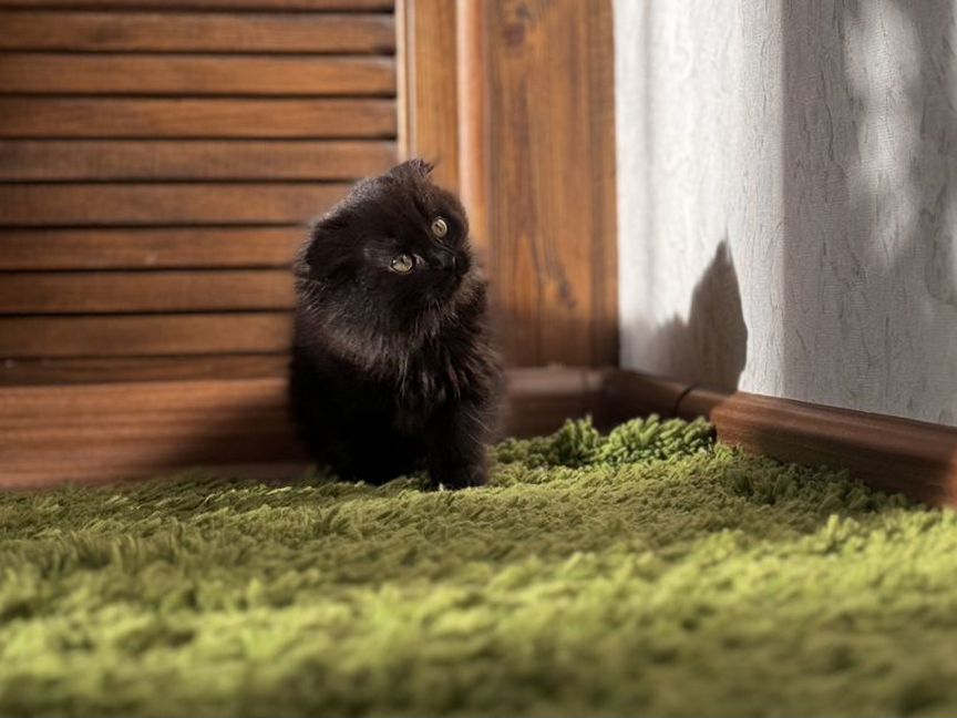 Шотландская вислоухая кошечка