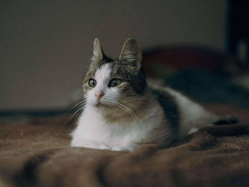 Кошка Мышка в заботливые руки