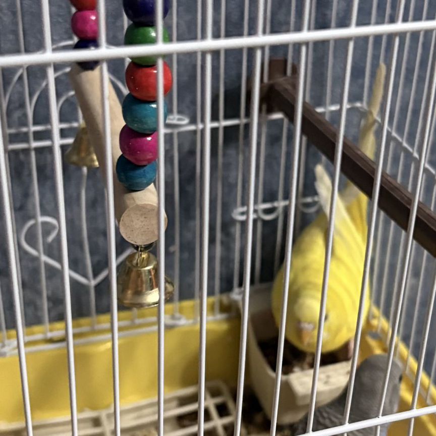 Волнистый попугай с клеткой