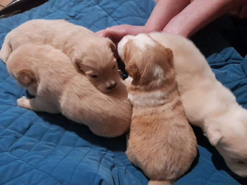 Отдам щенят в хорошие, добрые руки