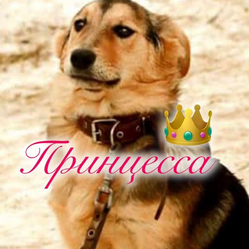 Хозяин найдись щенок бесплатно
