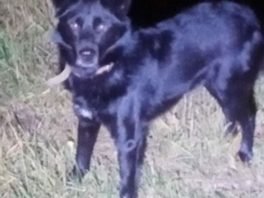 Найдена собака дворняжка черная