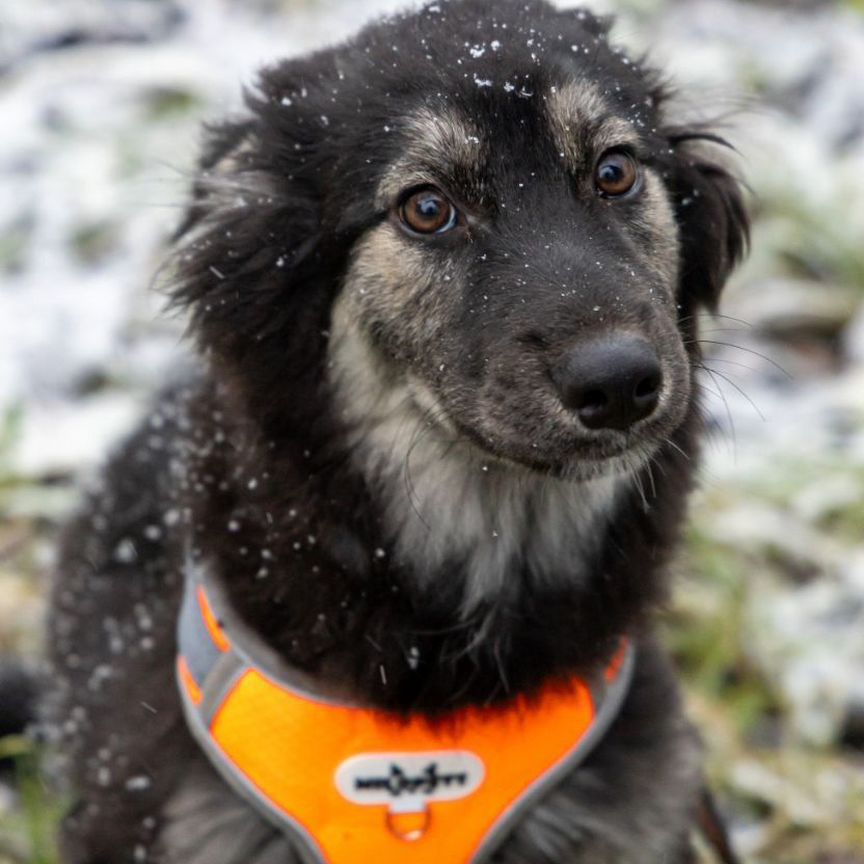 Щенок в добрые руки