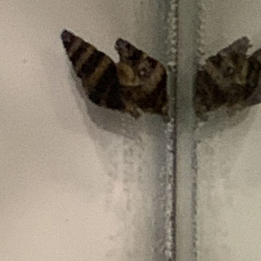 Улитка хелена