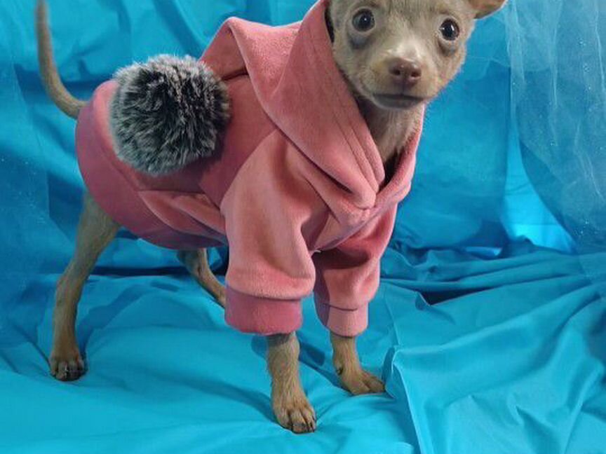 Той-терьер мини мальчик в редком лиловом окрасе