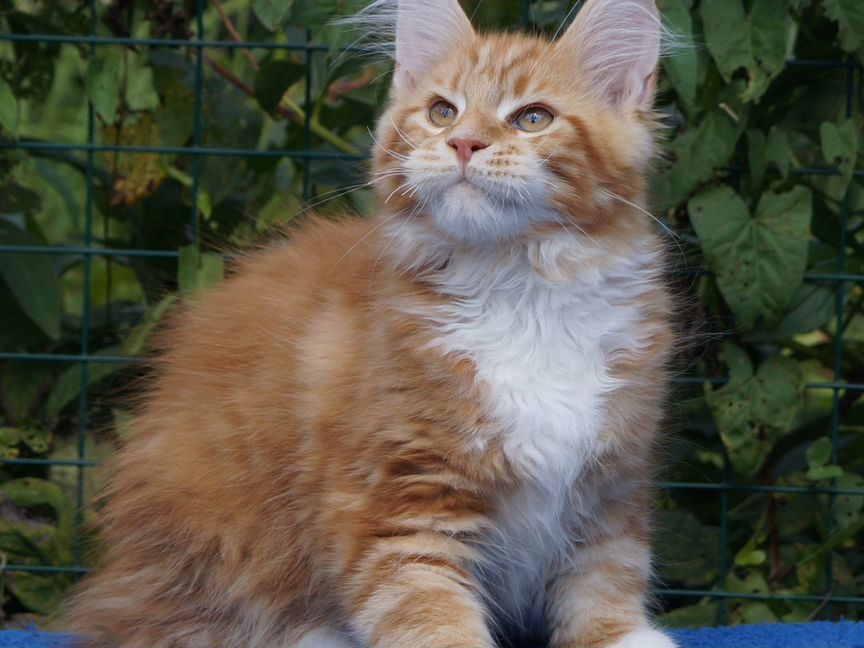 Ирбис. Огромный ласковый котик. 3,5 мес
