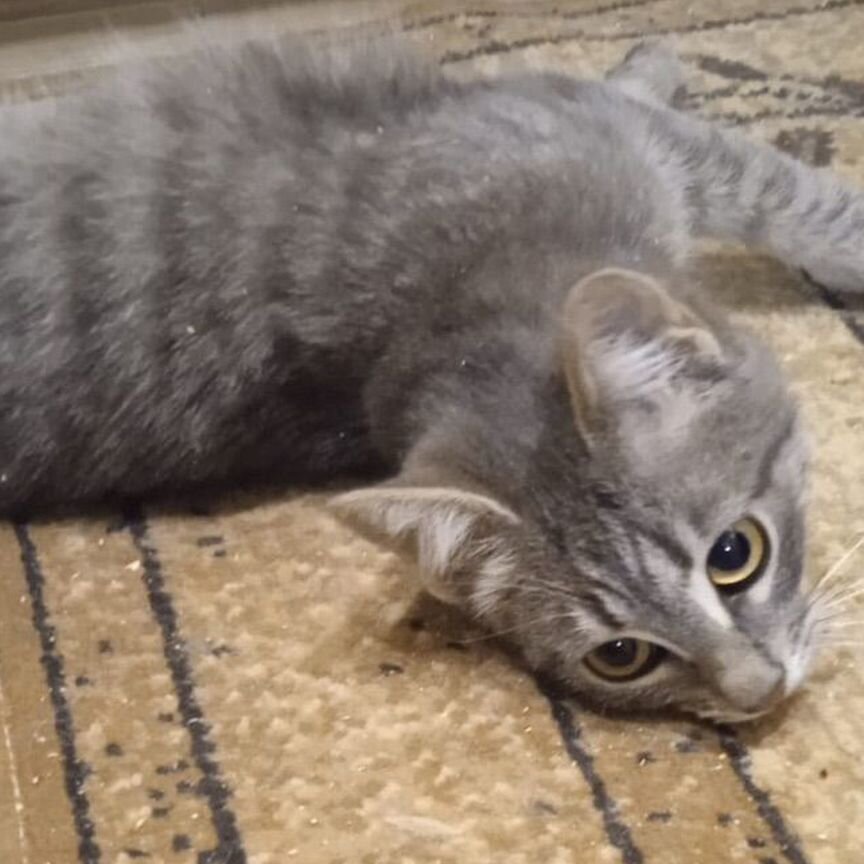 Котята разного окраса в дар