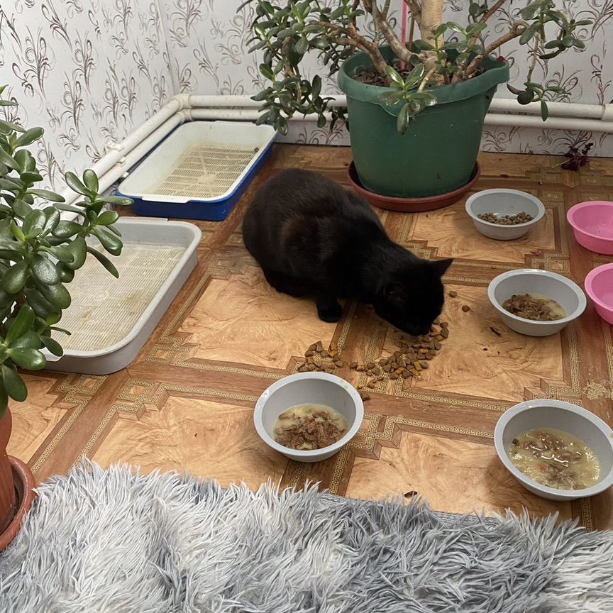 Одам котиков