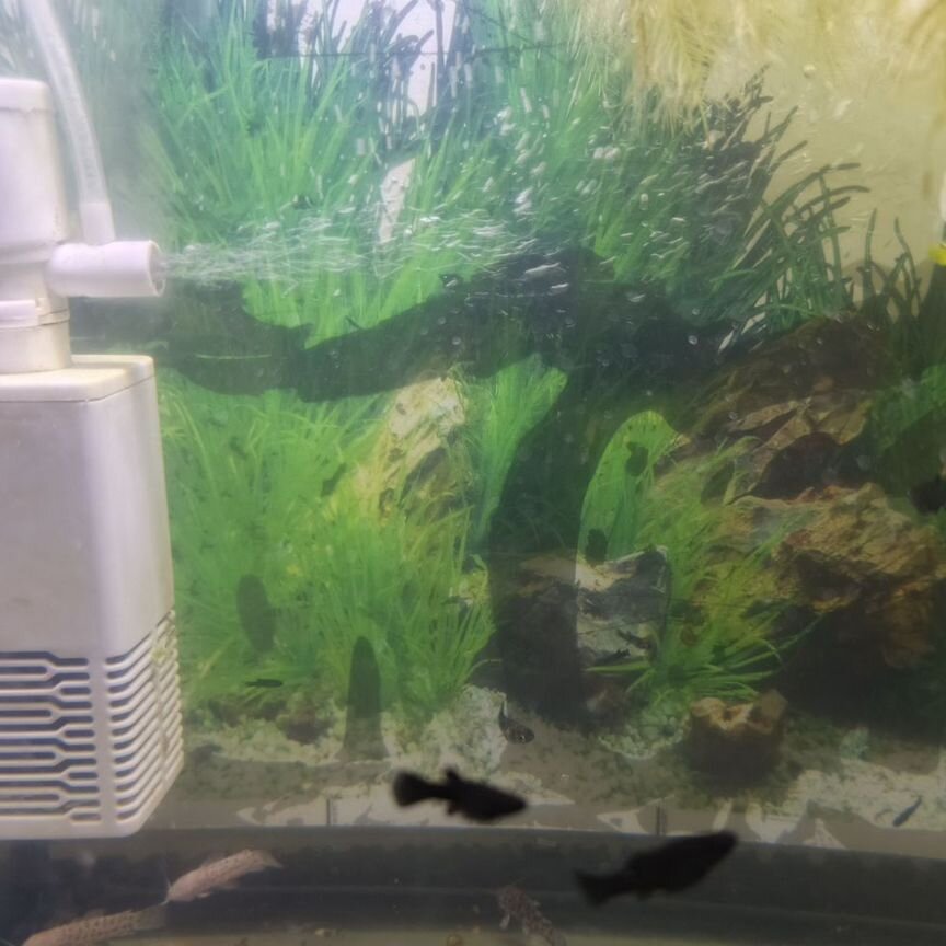 Мальки моллинезии