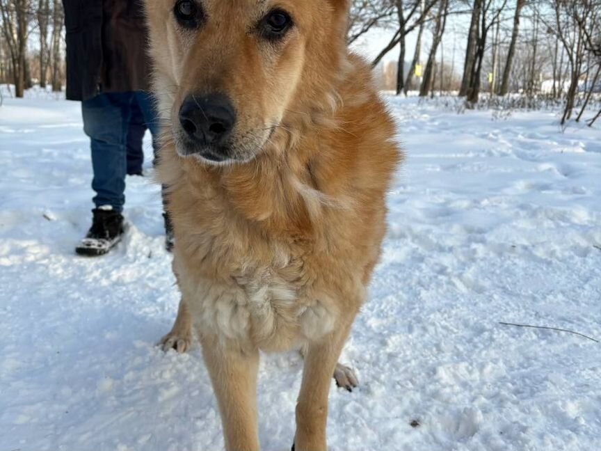 Собака Фиона в добрые руки