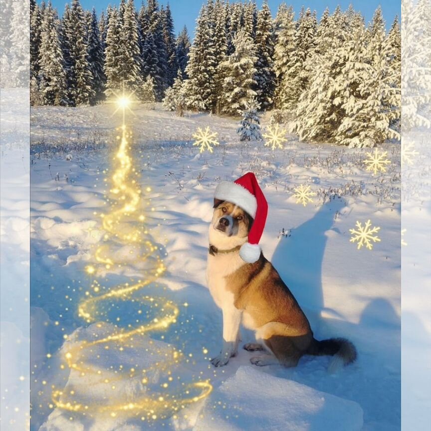 Взрослый пёс в добрые руки