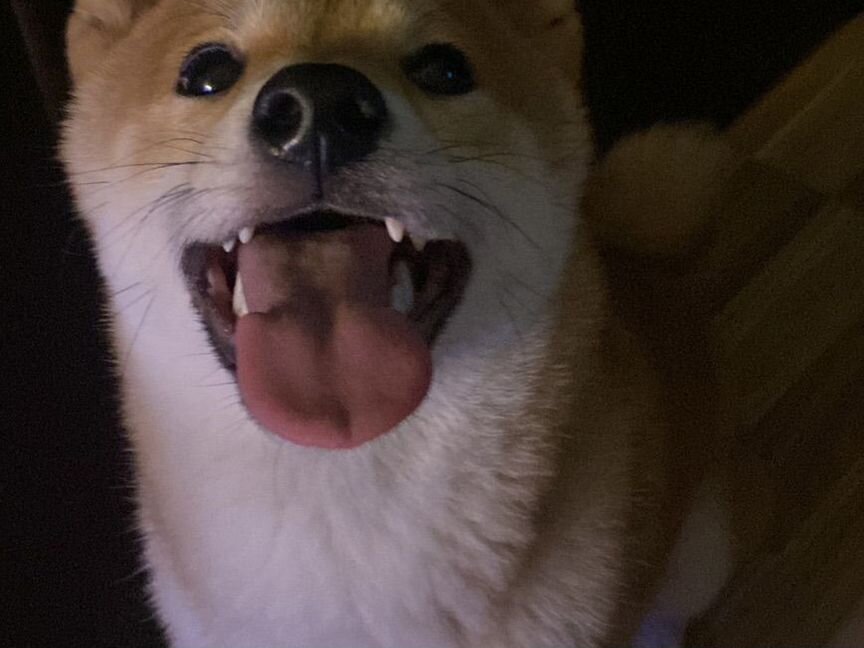 Щенок Сиба Ину в добрые руки