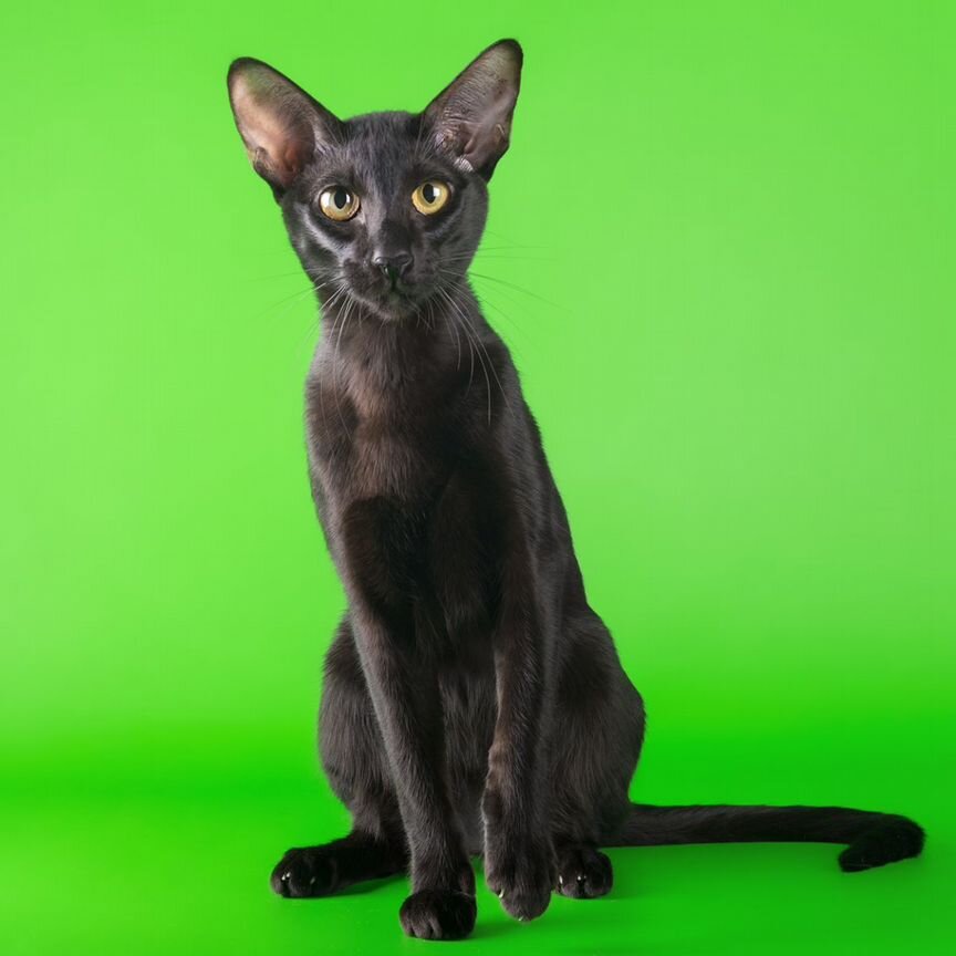 Ориентальная, взрослая кошка