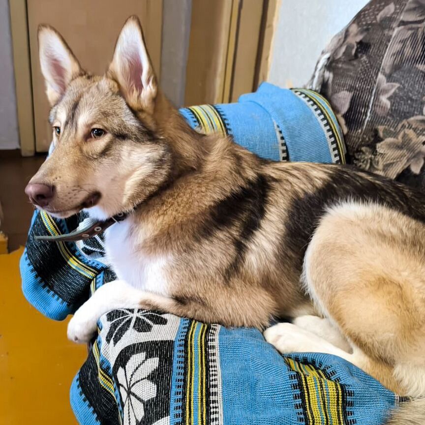 Восточносибирская лайка, щенок