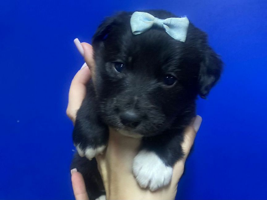 Щеночки в добрые руки