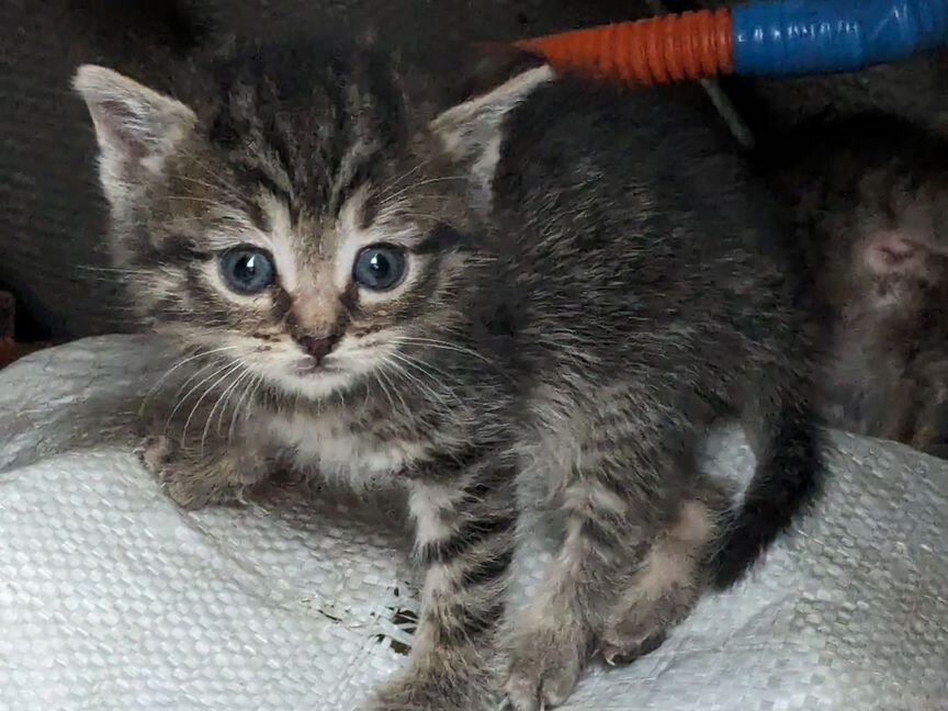 Котята в добрые руки бесплатно