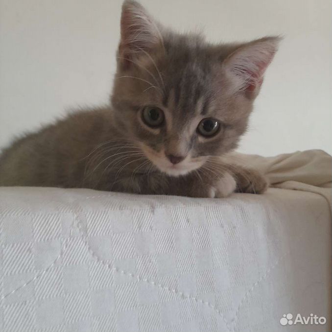 Кошка шотланка