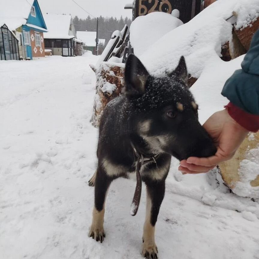 Щенок в добрые руки