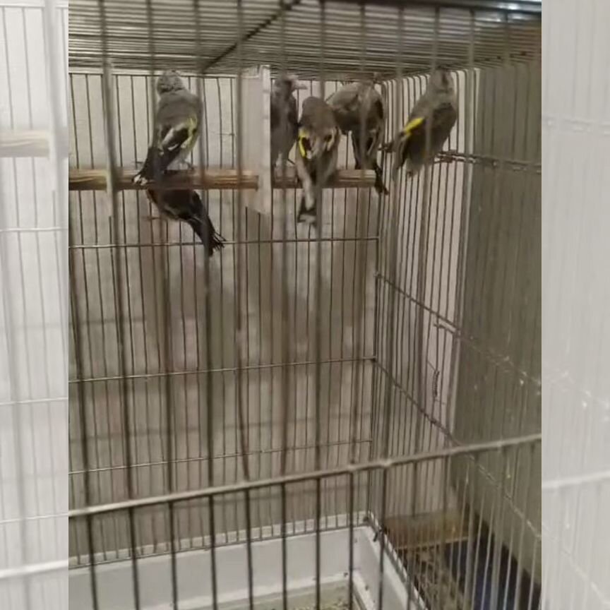 Щегол Таджикистан