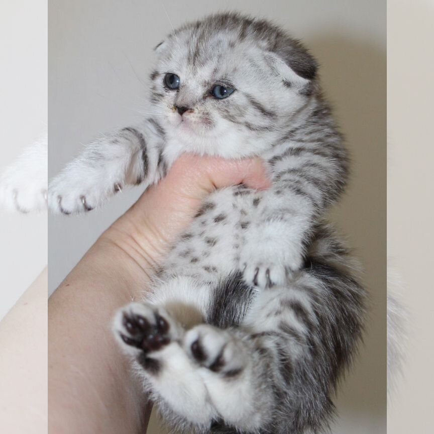 Шотландский вислоухий короткошёрстный котёнок