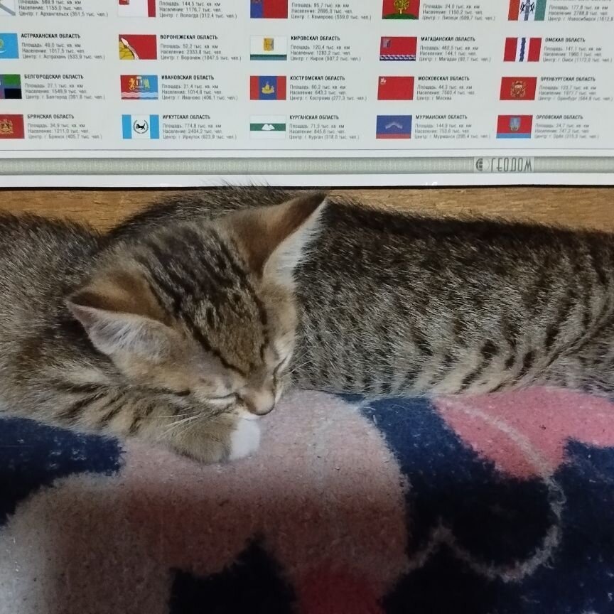 Котята в добрые руки бесплатно