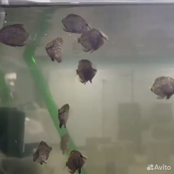 Малек уару клинопятнистый, 3-4 см