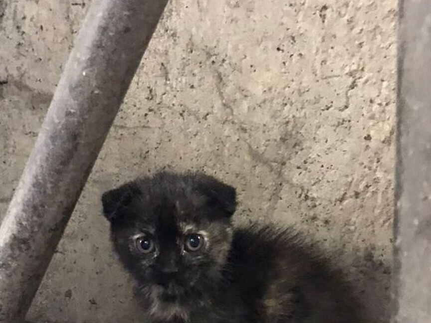 Котëнок
