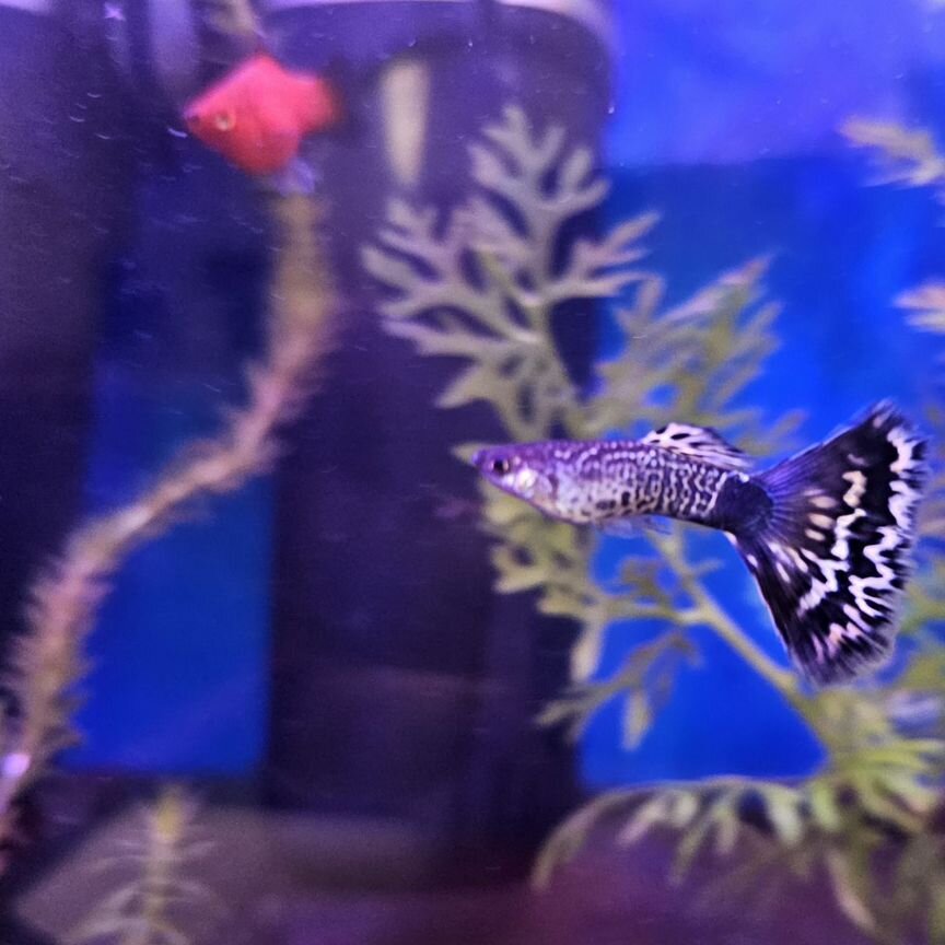 Аквариумные рыбки Гуппи с Чёрными плавниками