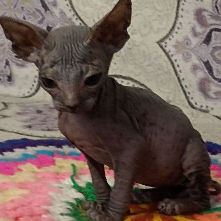 Котик Сфинкс