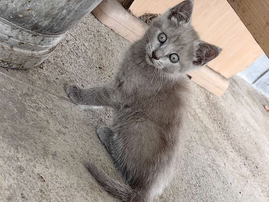 Котята в добрые руки бесплатно