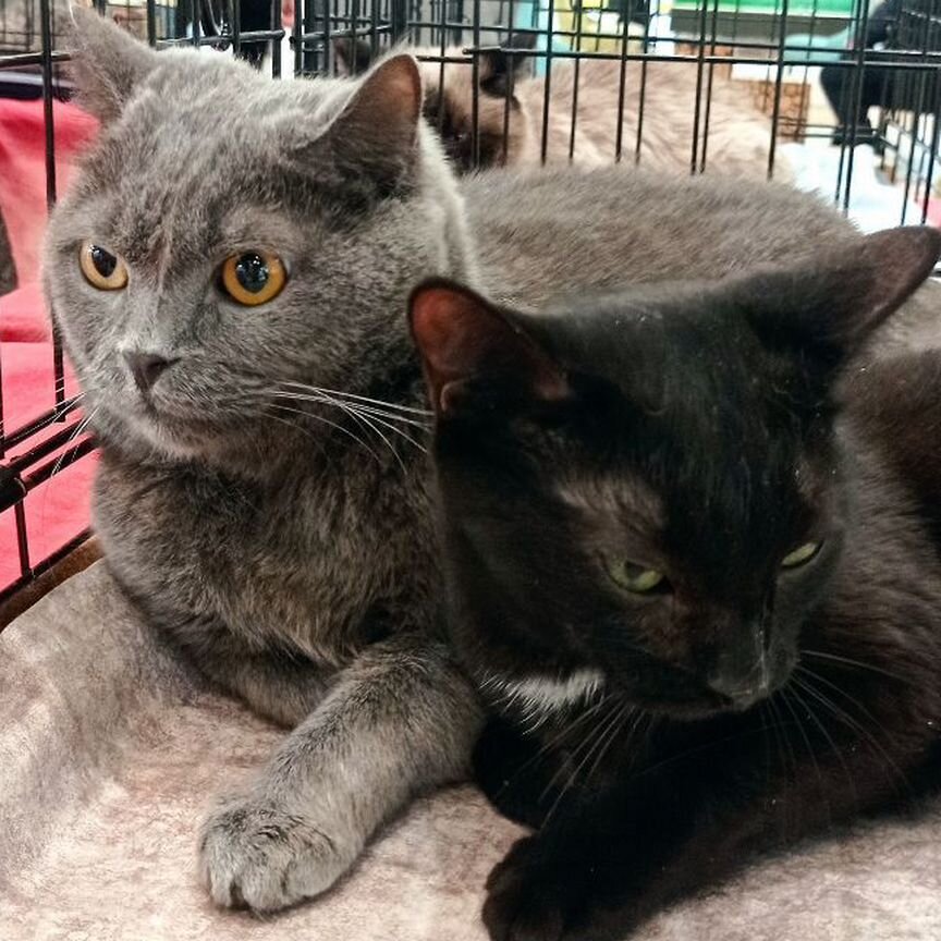 Котик и кошечка. Пара