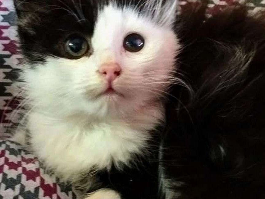 Котята нужен дом ручки