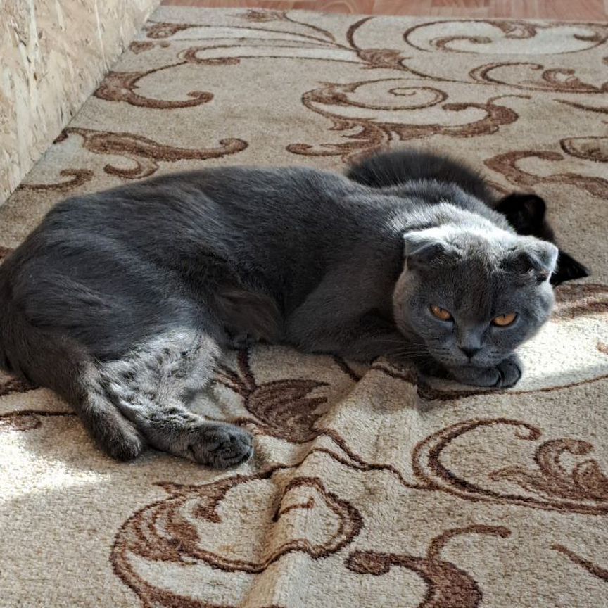 Кошка Мия в добрые руки