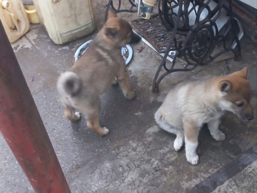 Западносибирская лайка