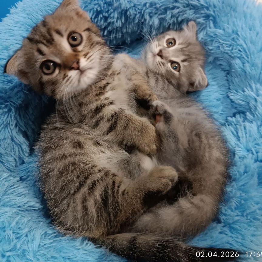 Манчкин котёнок