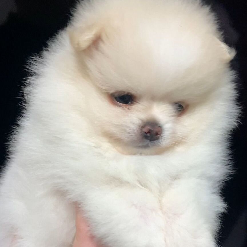 Померанский шпиц