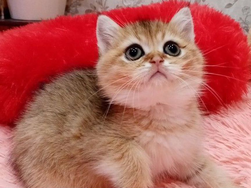 Шотландские золотые котята скоттиш страйт