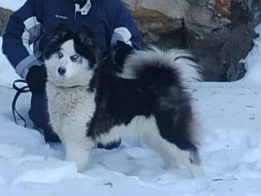 Щенки якутские лайки